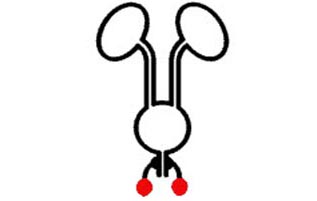 Leistungsangebot - Urologie: Universitätsklinik für Urologie